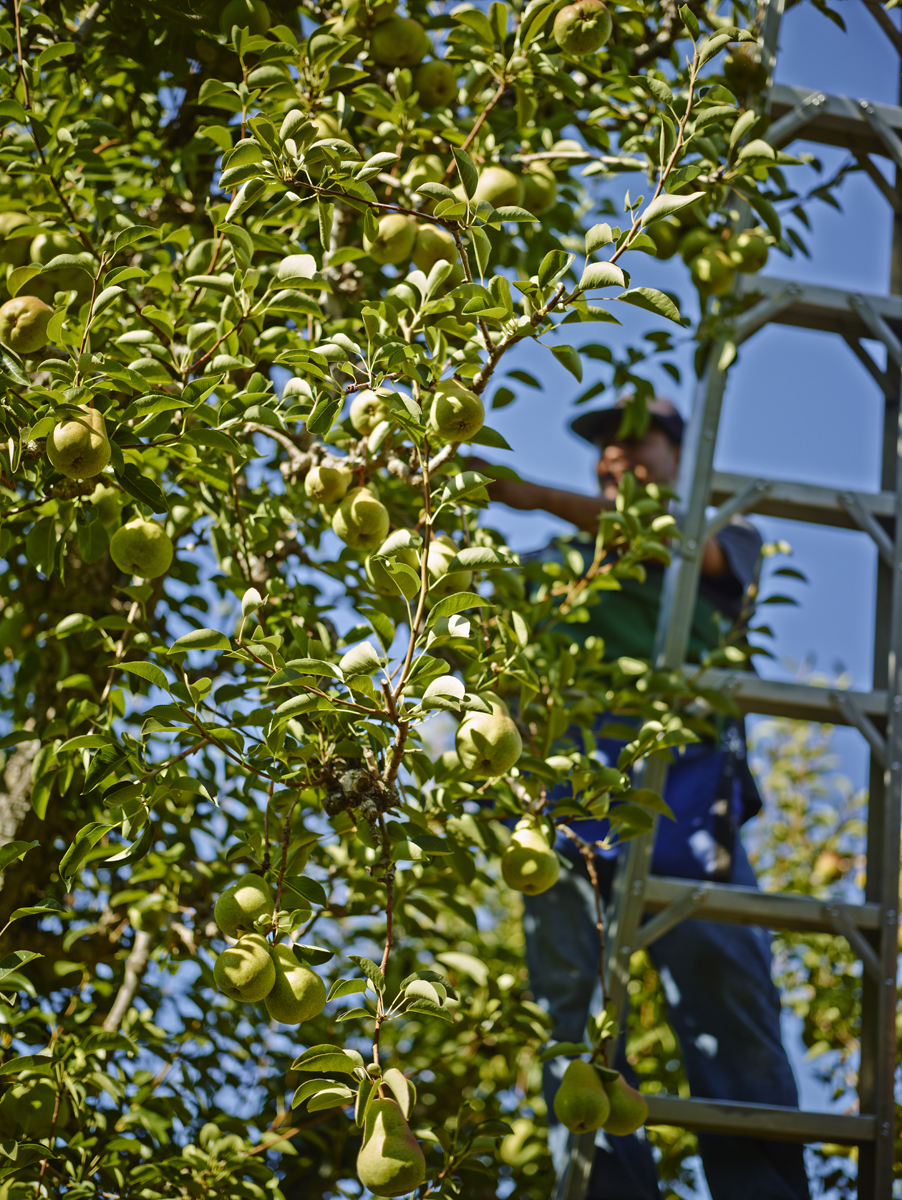 Celebrating the Golden Summer – California Pears