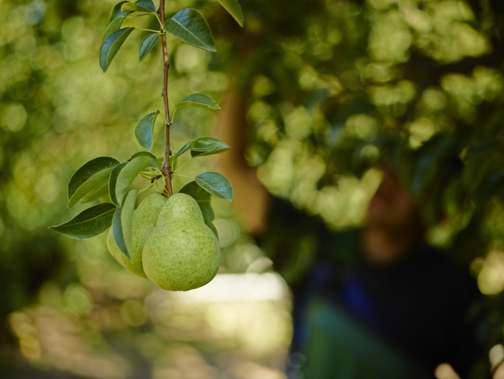Celebrating the Golden Summer – California Pears