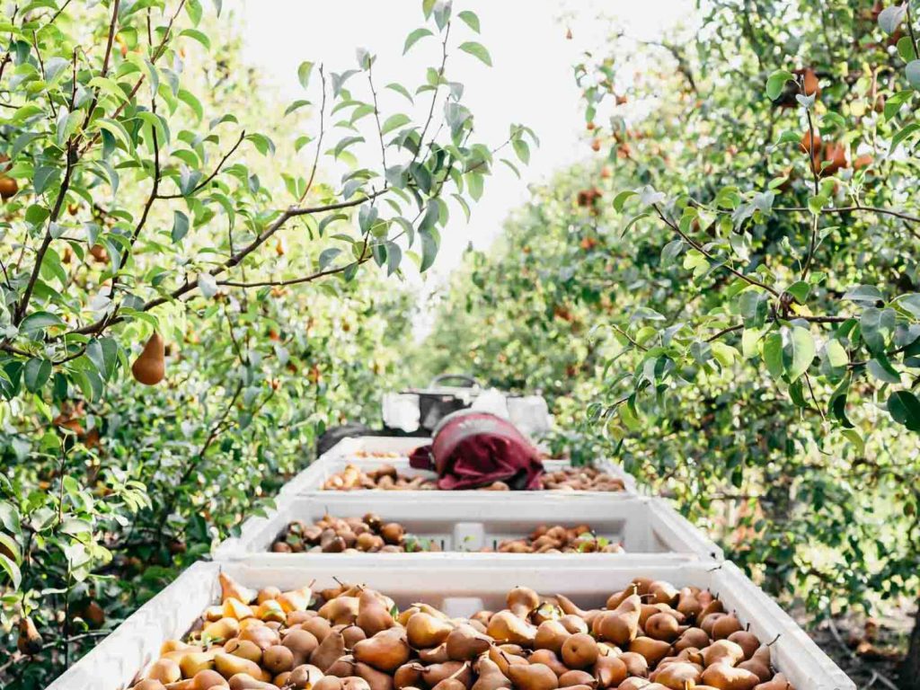 A Visit To A California Pear Orchard – California Pears