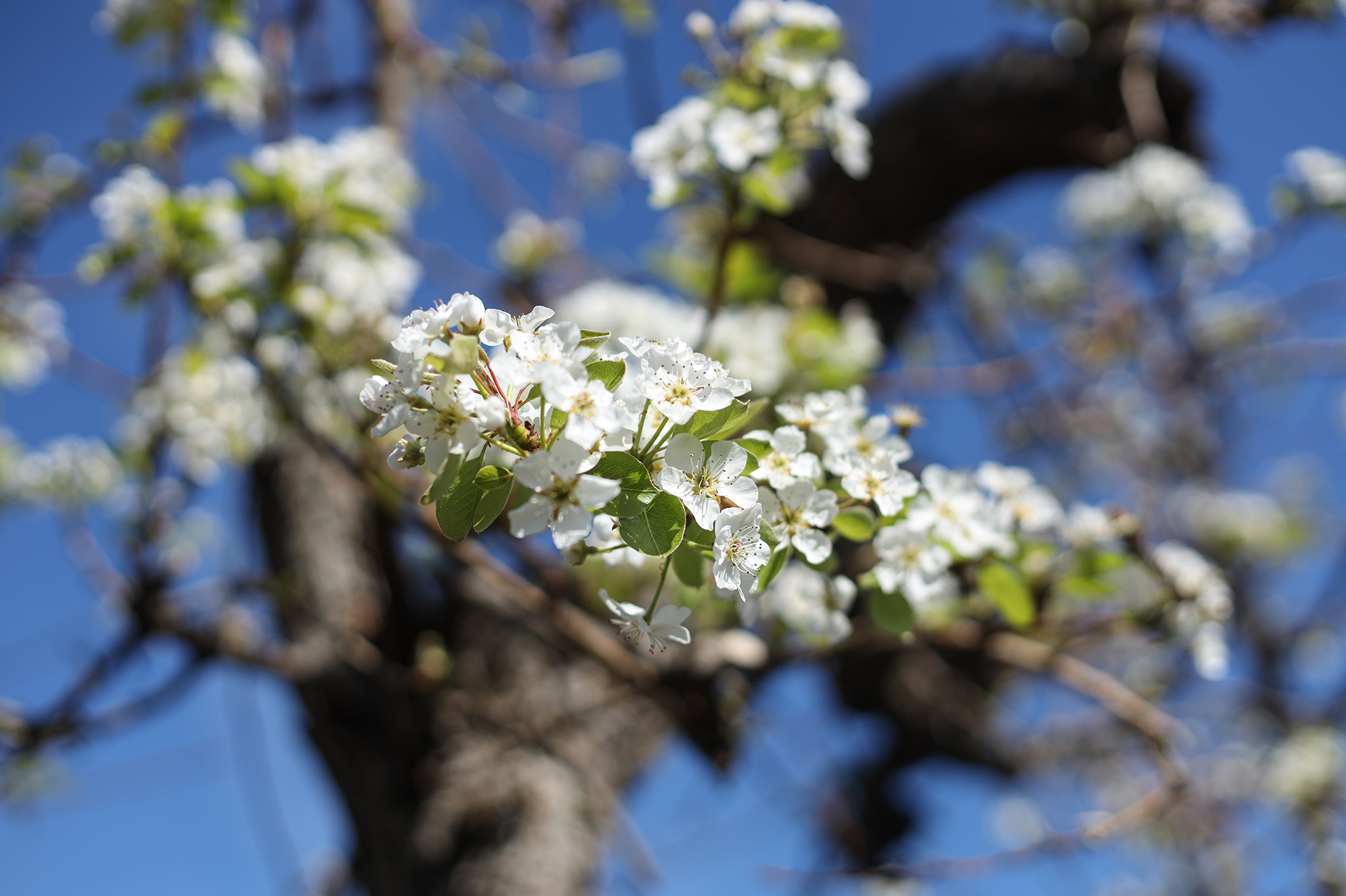 River Pear Orchards – California Pears